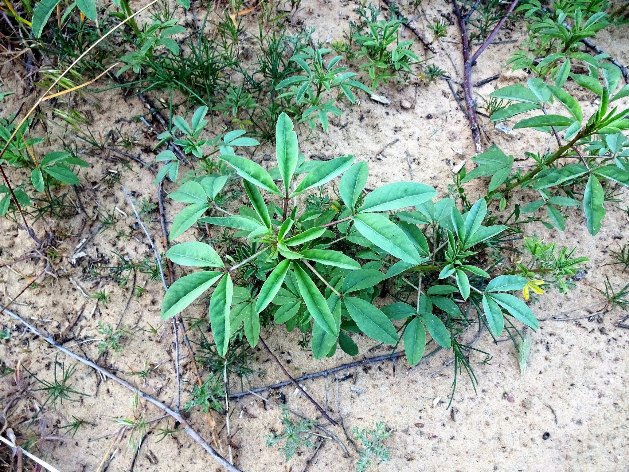 30 YELLOW BEEPLANT Cleome Lutea Golden Bee Plant Spiderflower Native F ...