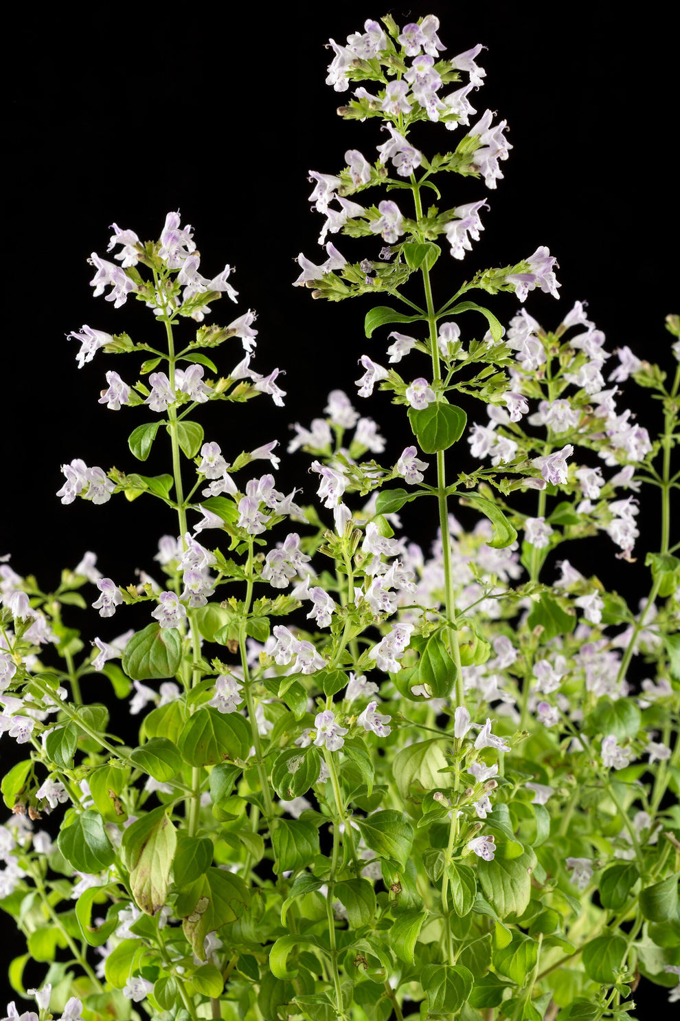20 CALAMINT Lesser Calamintha Nepeta Officinalis Fragrant Herb White ...