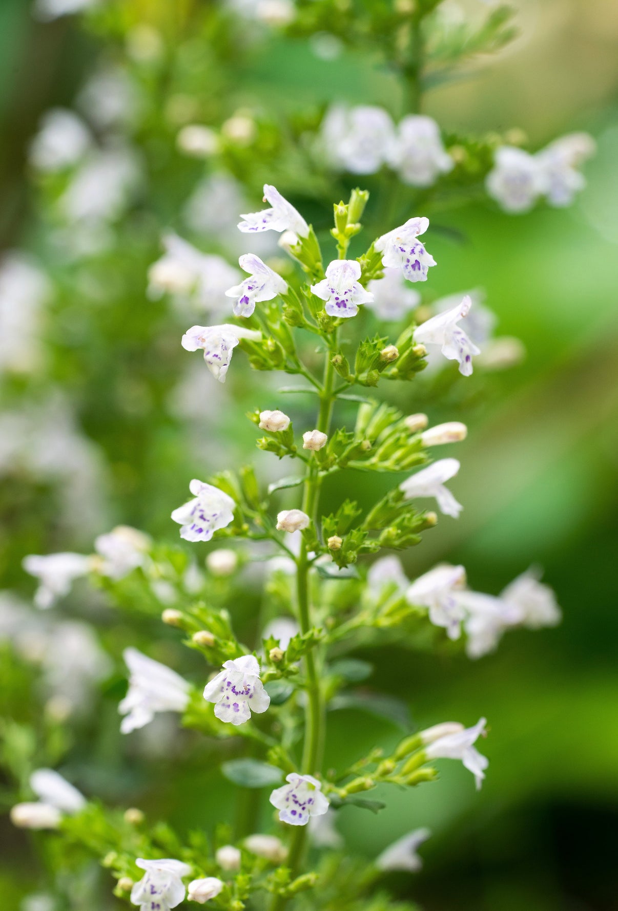 20 CALAMINT Lesser Calamintha Nepeta Officinalis Fragrant Herb White ...
