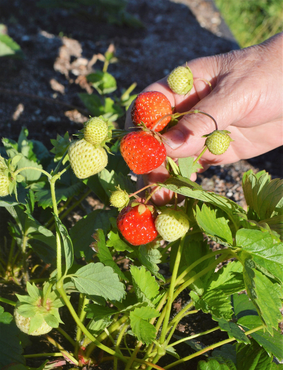 80 California WOODLAND STRAWBERRY Fragaria Vesca Bracteata Pacific Nat ...