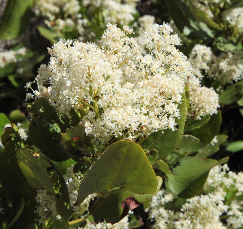 20 White SNOWBRUSH Ceanothus Velutinus aka Mountain Balm or Buckbrush ...