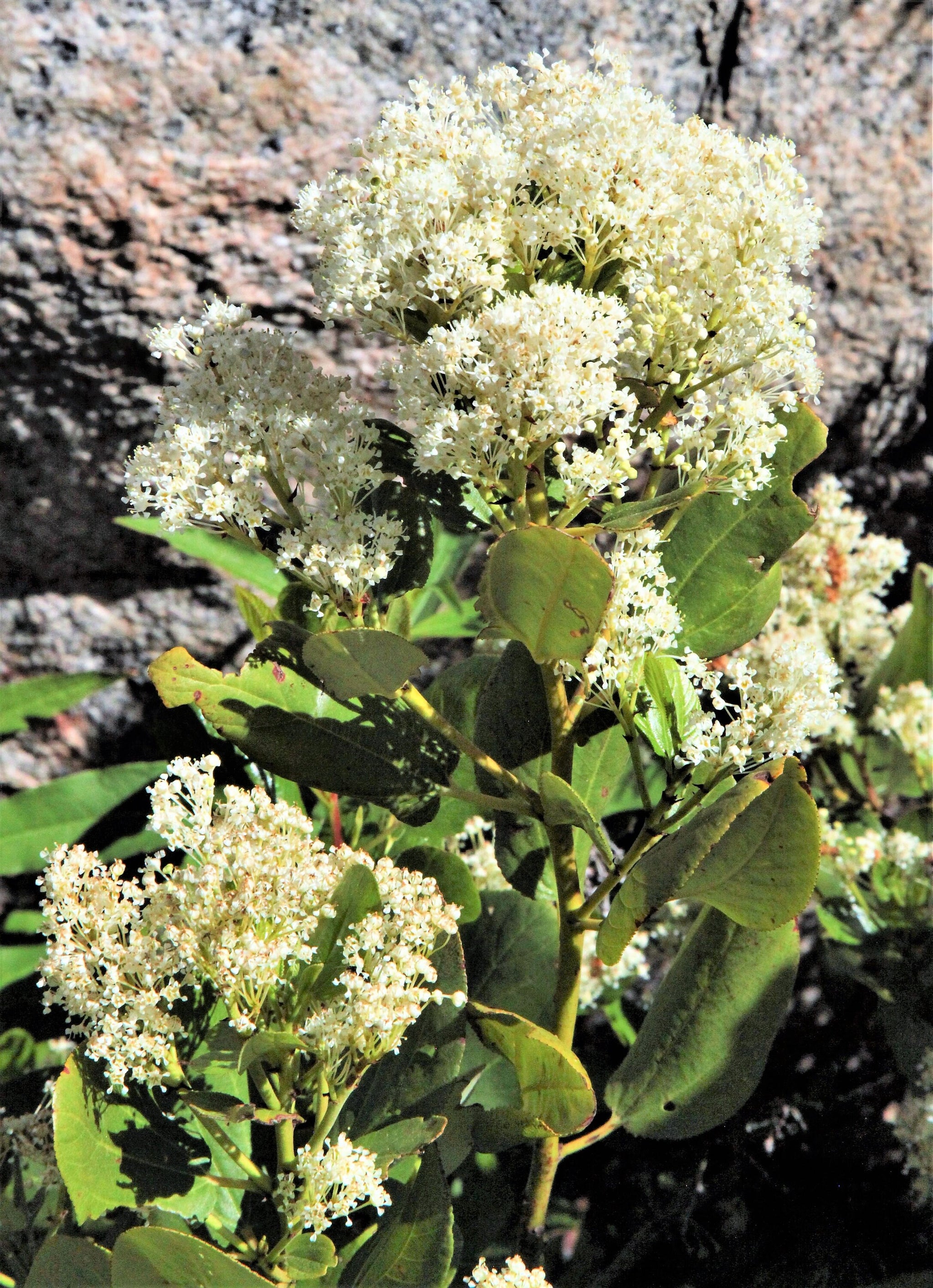 20 White SNOWBRUSH Ceanothus Velutinus aka Mountain Balm or Buckbrush ...