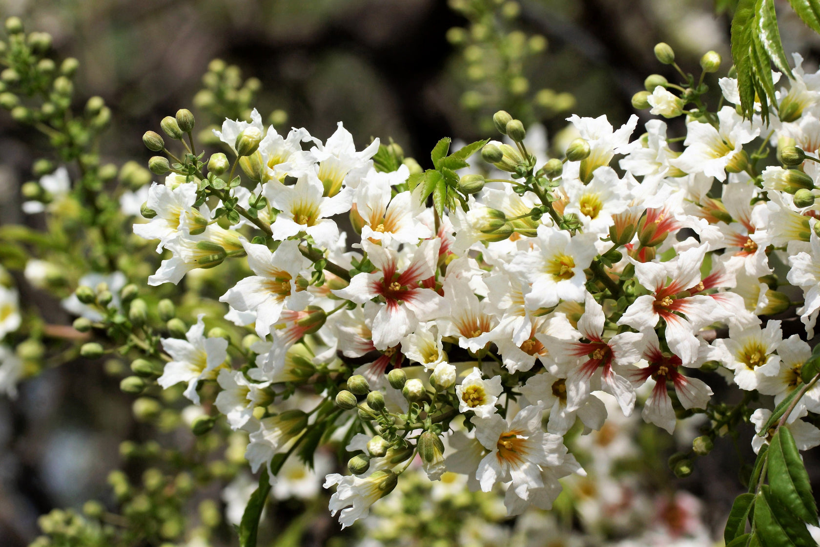 5 YELLOWHORN TREE Xanthoceras Sorbifolium aka Goldenhorn, Raintree, Ch ...