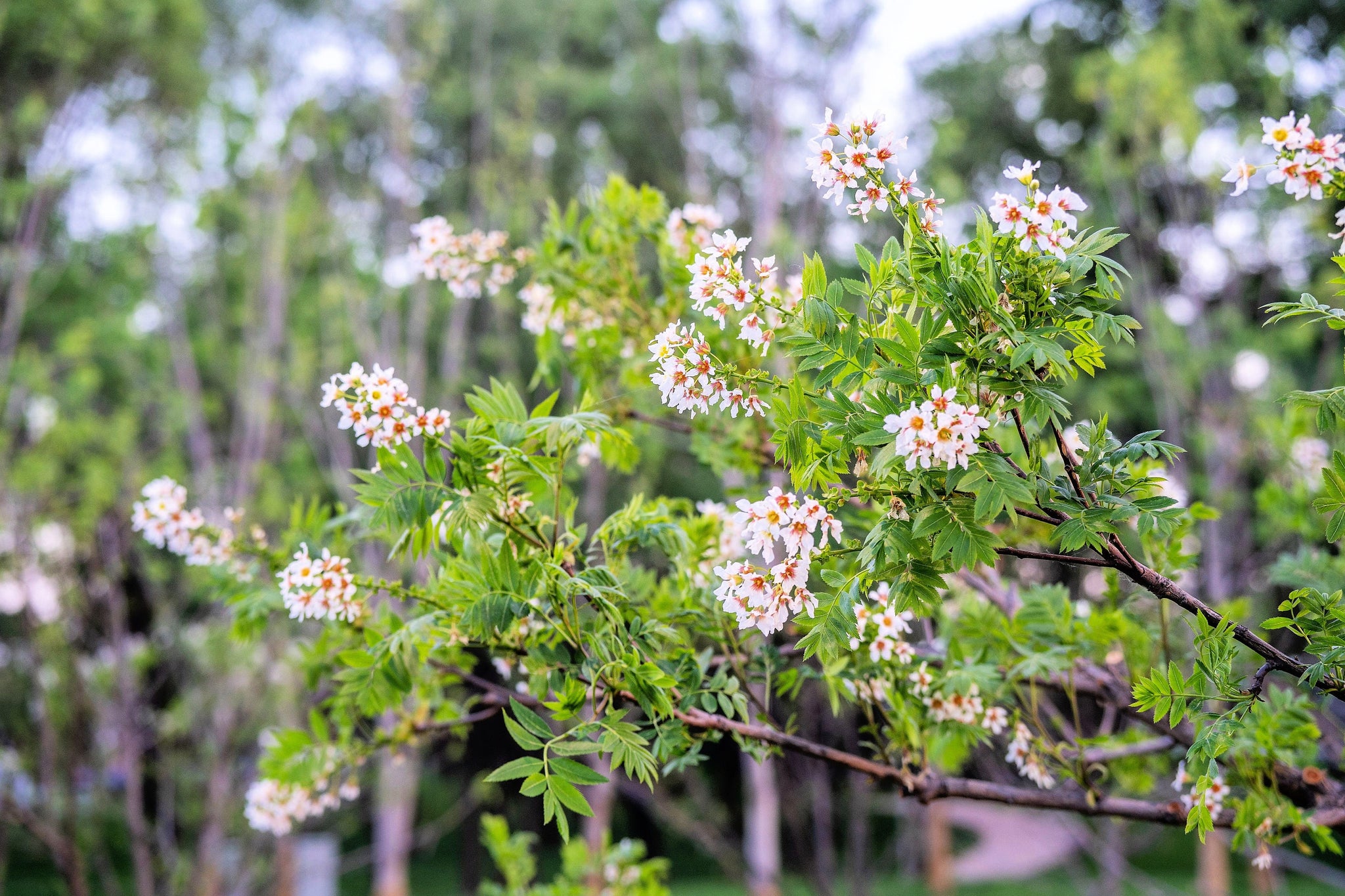 5 YELLOWHORN TREE Xanthoceras Sorbifolium aka Goldenhorn, Raintree, Ch ...