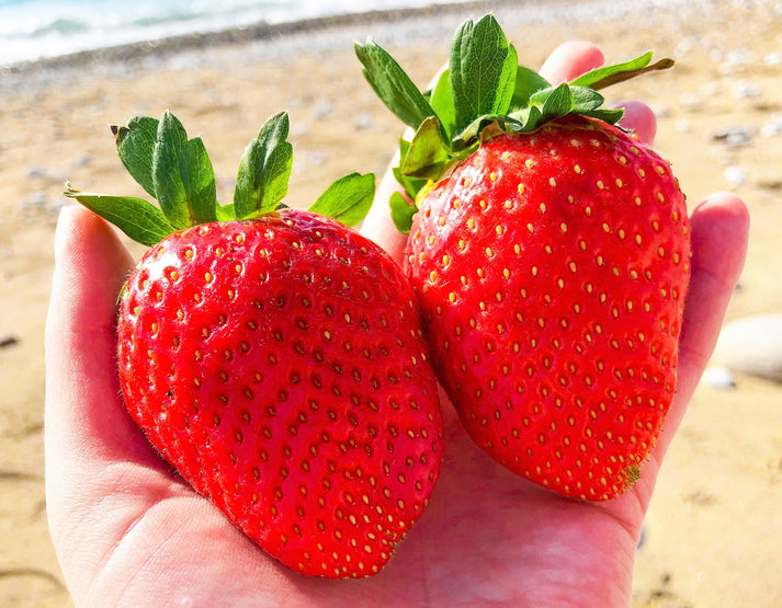 15 GIANT STRAWBERRY Fragaria spp June Bearing Huge Red Berry Fruit Whi ...