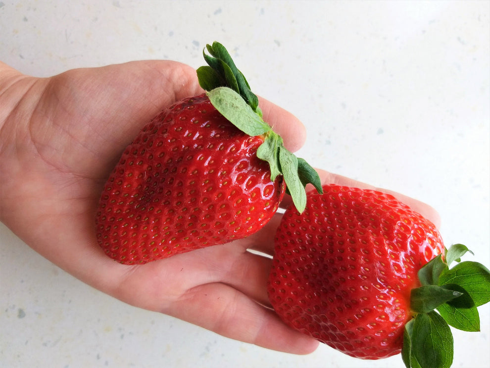15 GIANT STRAWBERRY Fragaria spp June Bearing Huge Red Berry Fruit Whi ...