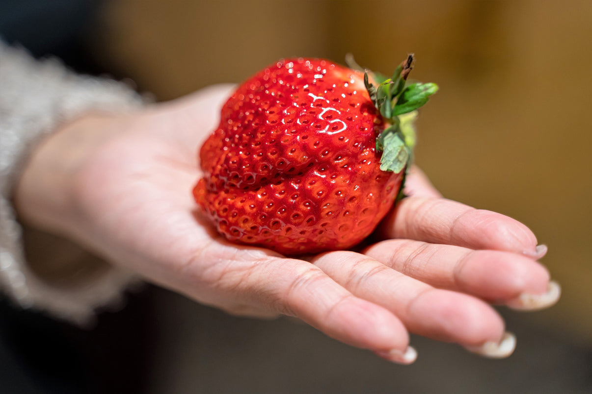 15 GIANT STRAWBERRY Fragaria spp June Bearing Huge Red Berry Fruit Whi ...