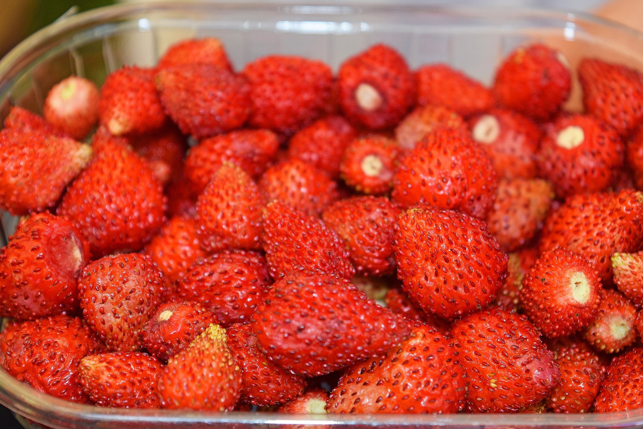 60 RUEGEN STRAWBERRY Everbearing Alpine Fragaria Vesca Red Berry Fruit ...