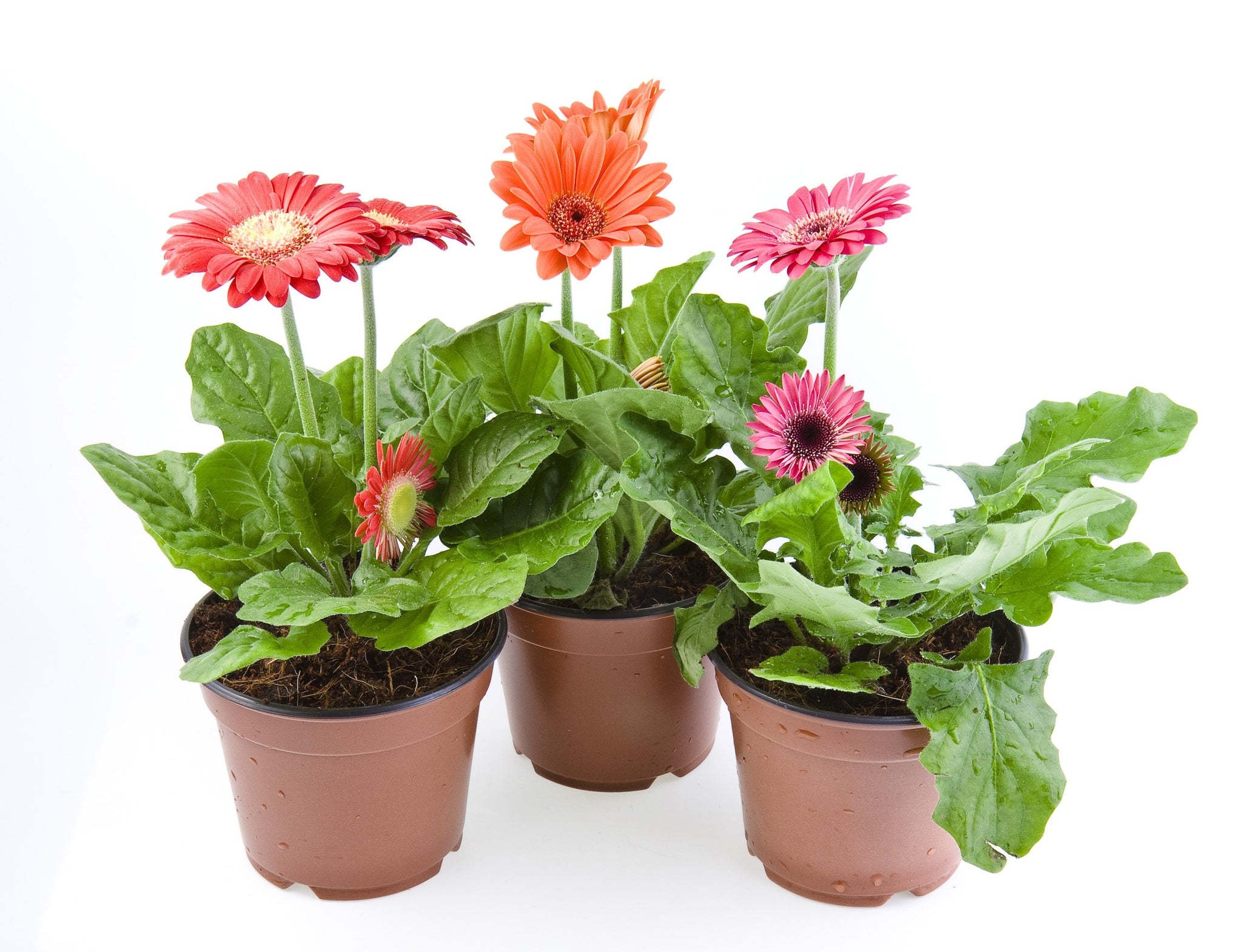 20 GERBER DAISY Mix Gerbera Jamesonii aka Barberton or African Daisy M ...