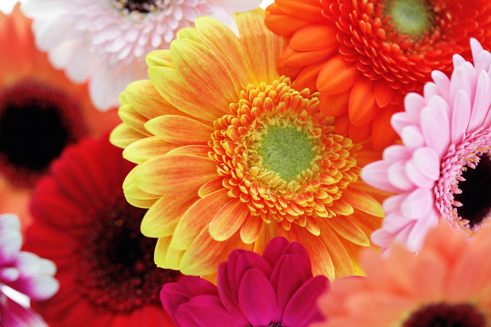 20 GERBER DAISY Mix Gerbera Jamesonii aka Barberton or African Daisy M ...