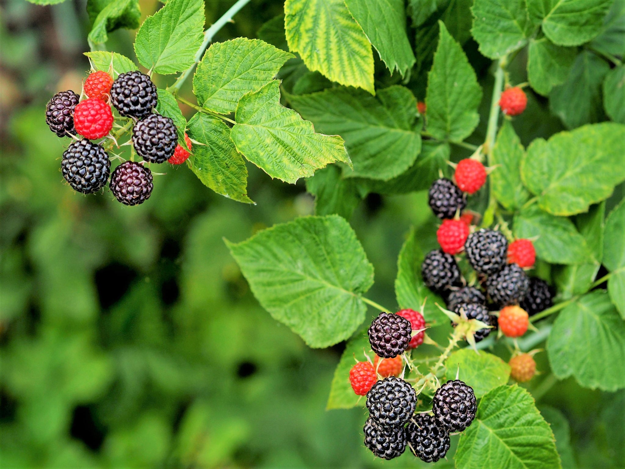 50 WHITEBARK Black RASPBERRY Western Blackcap Raspberry Rubus Leucoder ...