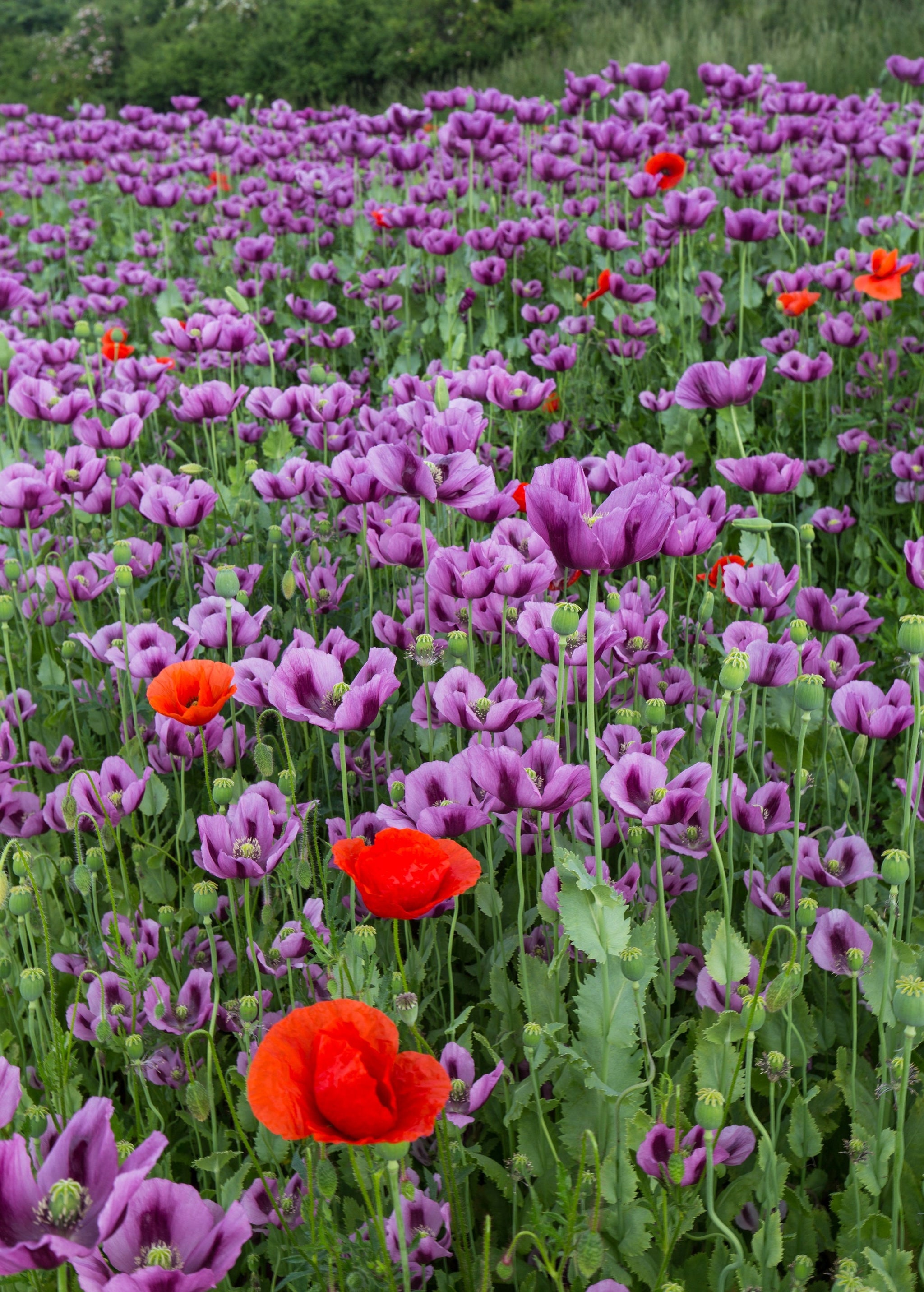 500 Organic TURKISH BLUE POPPY Heirloom Papaver Somniferum Purple to R ...