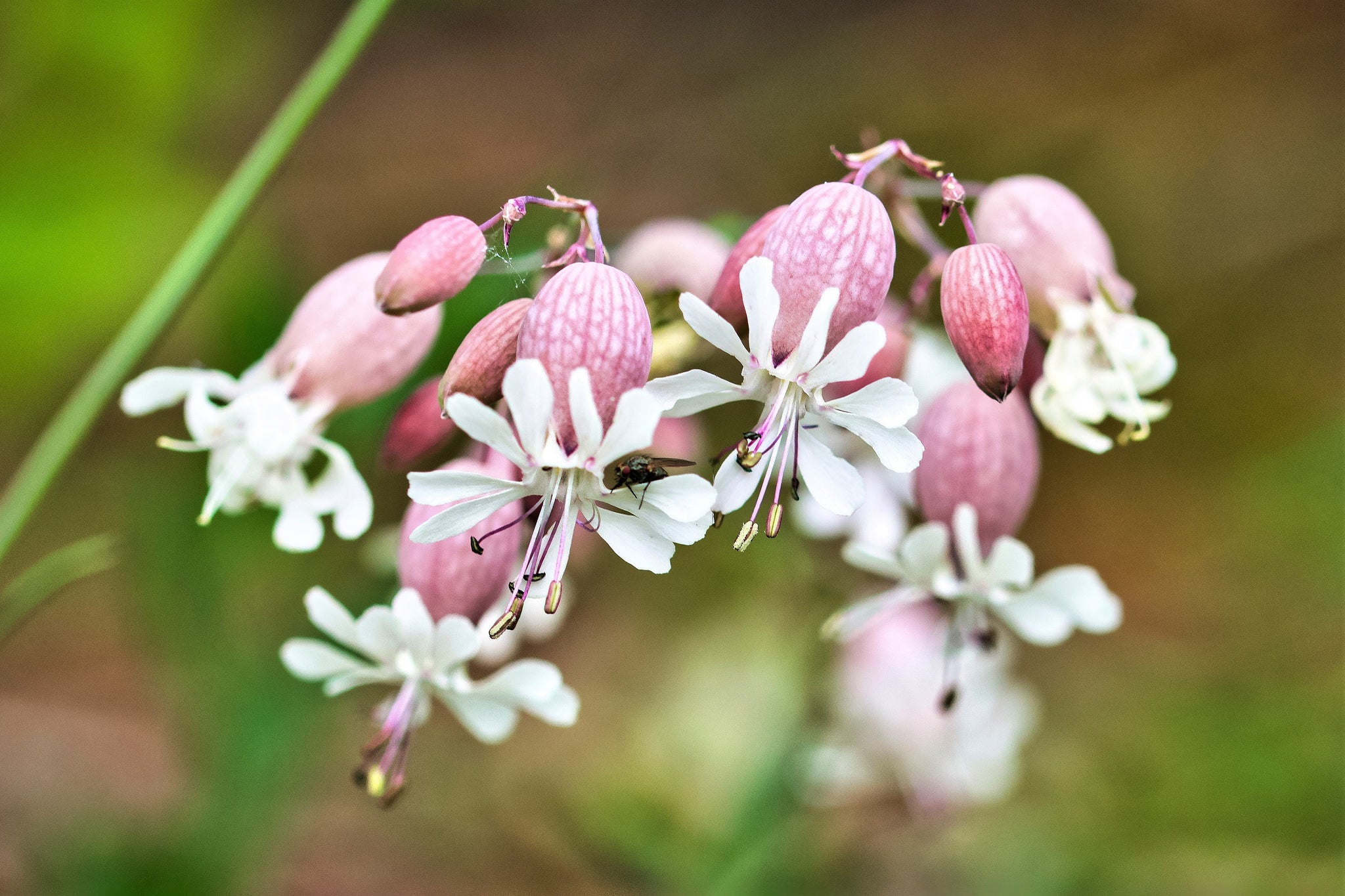 100 MAIDENSTEARS Silene Vulgaris aka Bladder Campion Maidens Tears Pin ...
