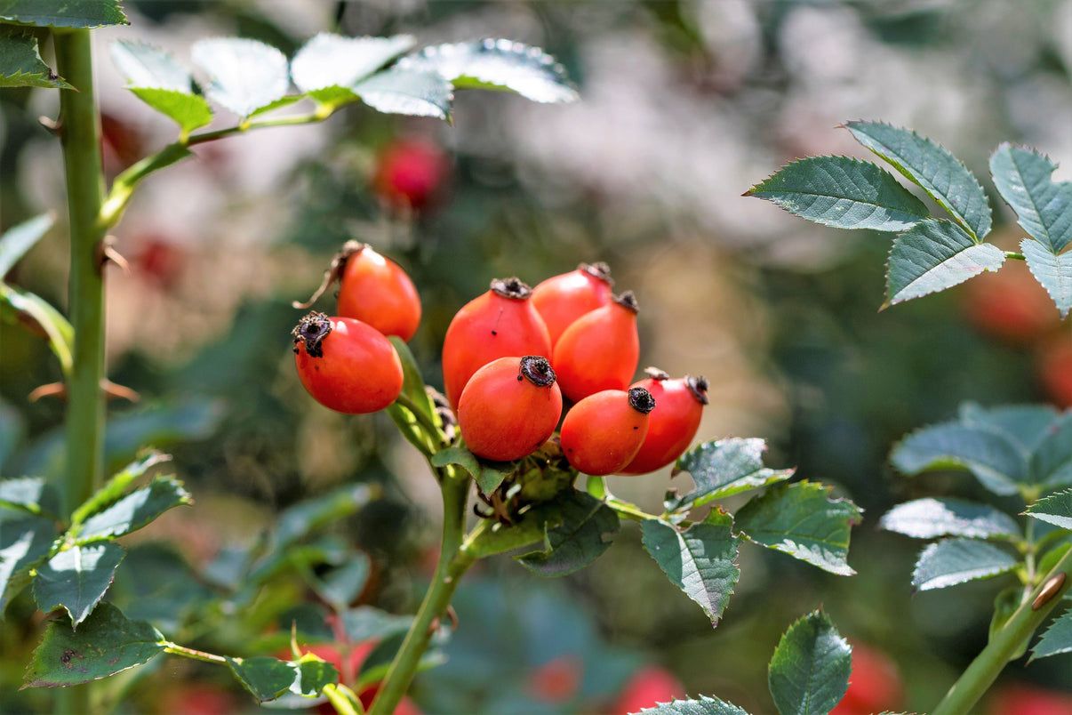 10 CLIMBING MICHIGAN ROSE Rosa Setigera aka Climbing Prairie or Illino ...