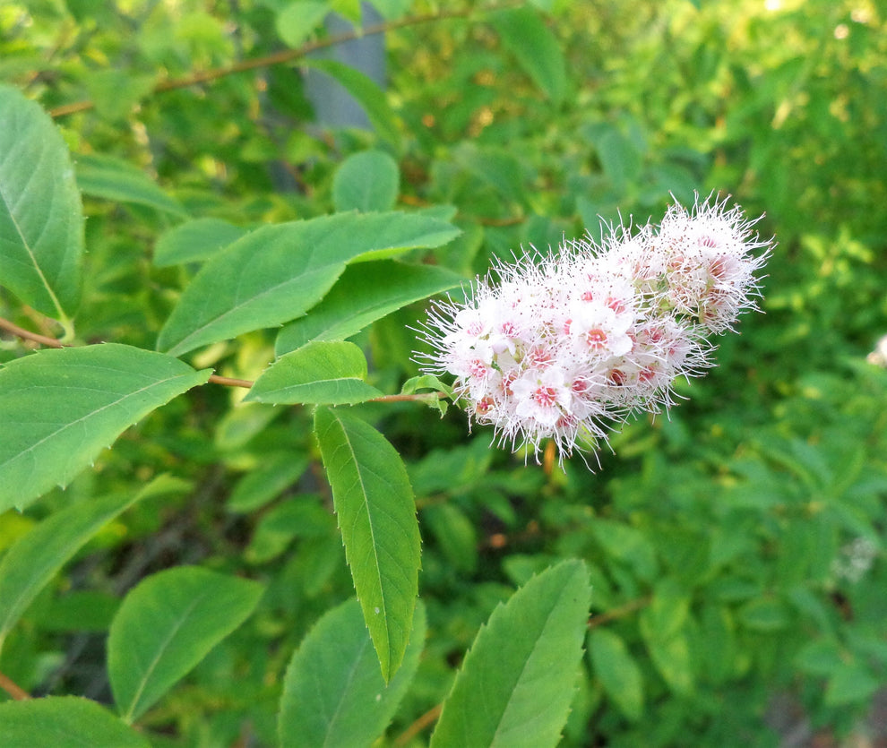 100 WHITE MEADOWSWEET Spiraea Alba Narrow Leaved Queen of the Prairie ...