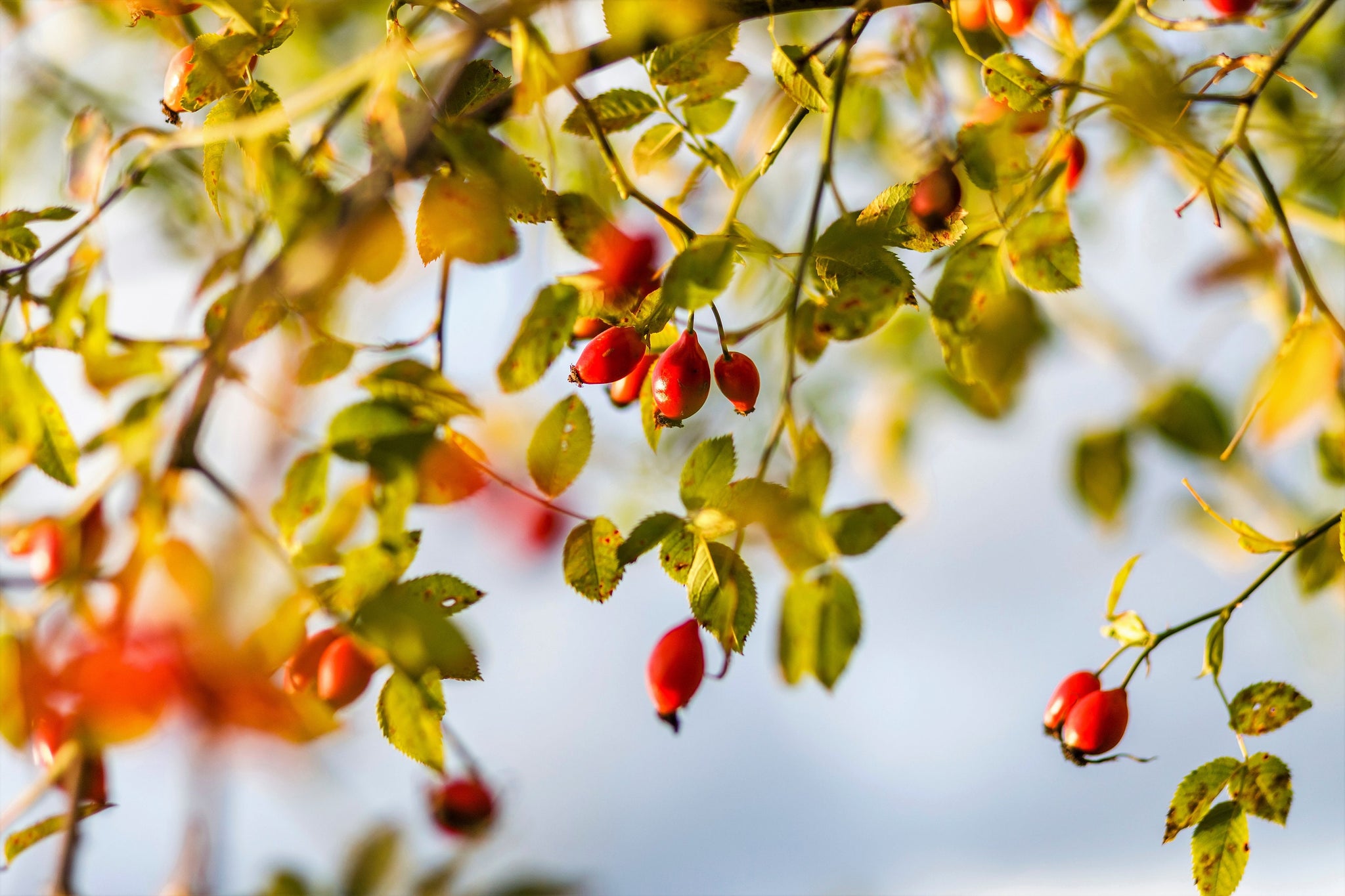 25 SWEET BRIAR ROSE Multiple Shades of Pink Eglantine Rose Rosa Eglant ...