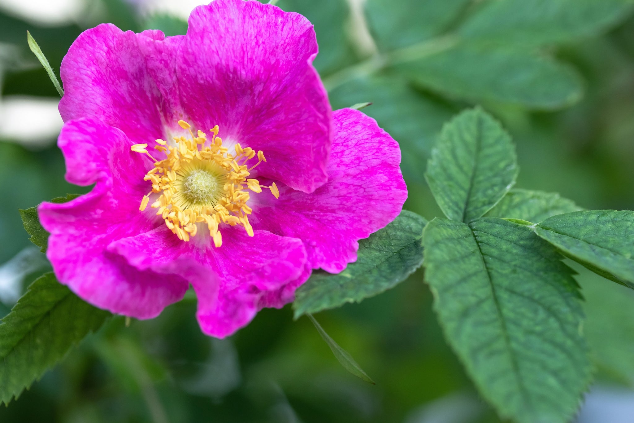 25 SWEET BRIAR ROSE Multiple Shades of Pink Eglantine Rose Rosa Eglant ...