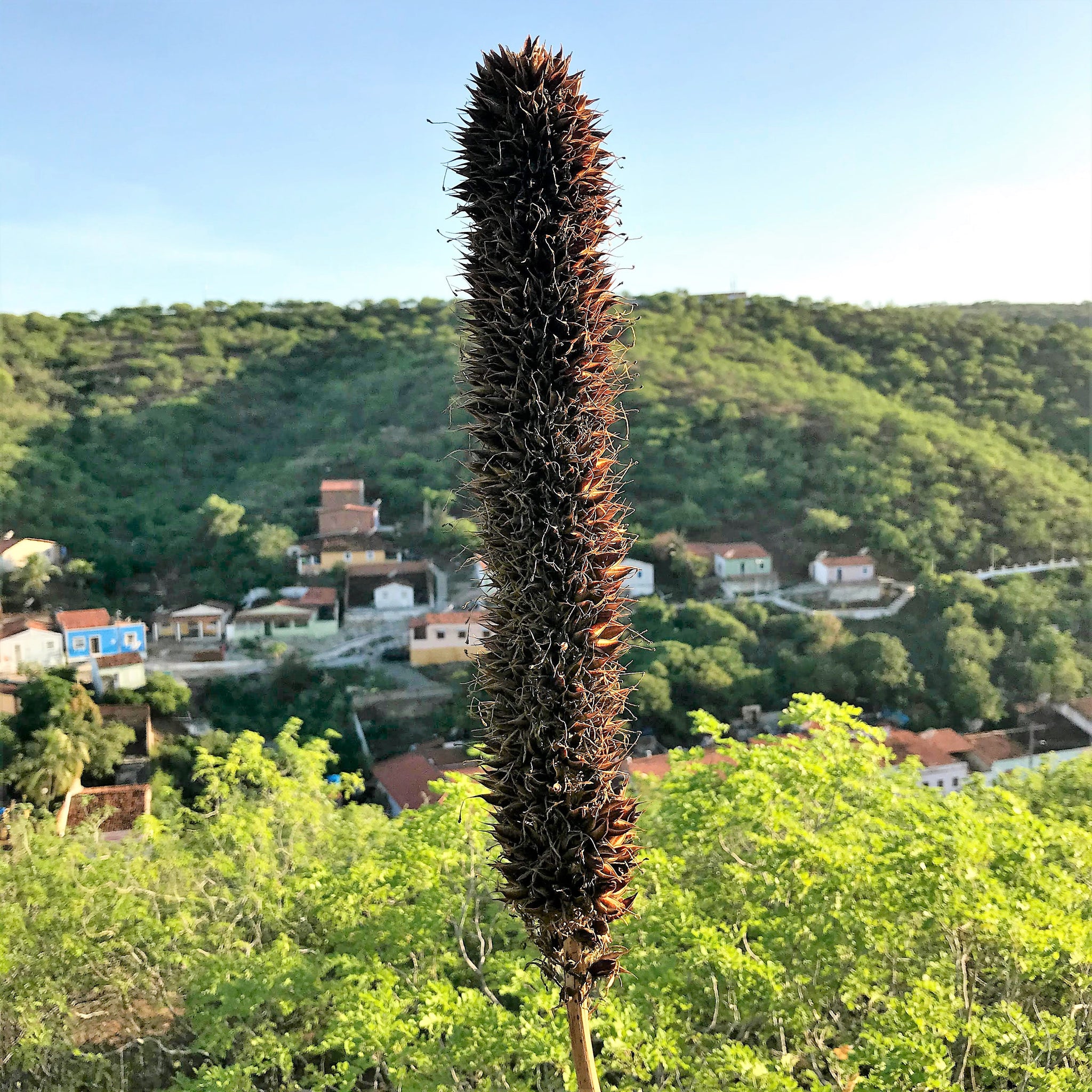 1000 CREEPING MEADOW FOXTAIL 'Garrison' Alopecurus Arundinaceus Cool S ...