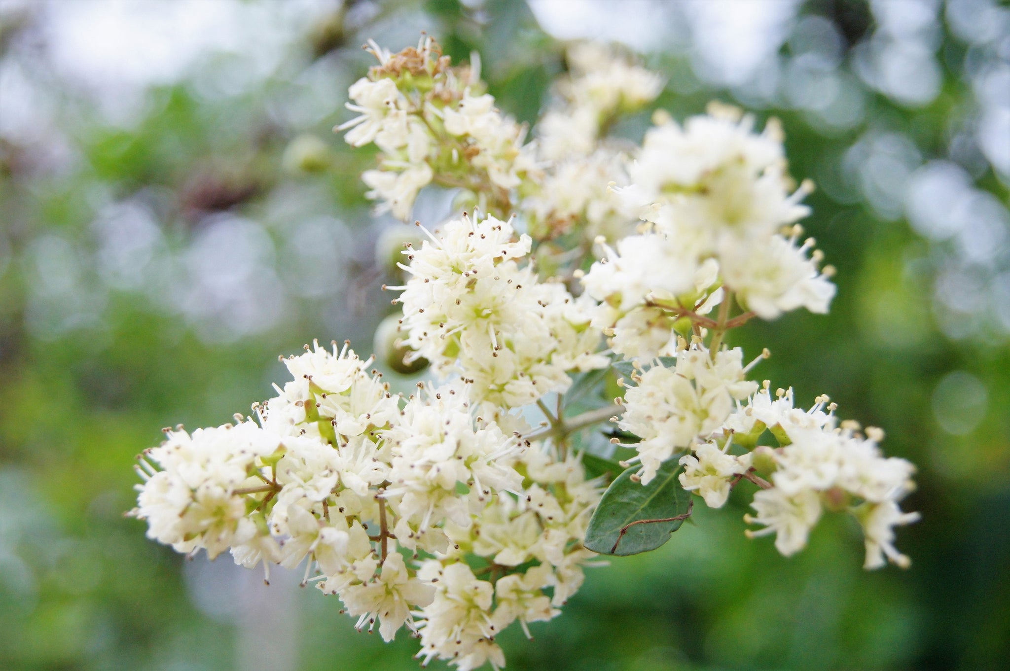 40 WHITE FLOWERING HENNA Tree Lawsonia Inermis var. Alba Dye Plant Tat ...