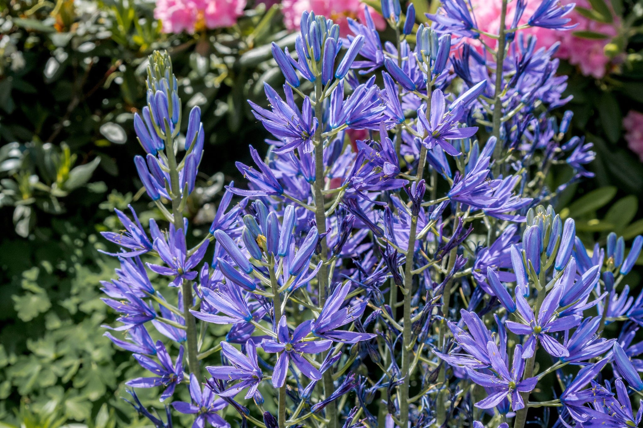 20 Blue LARGE CAMAS Camassia Leichtlinii Quamasia Great Camass Native ...