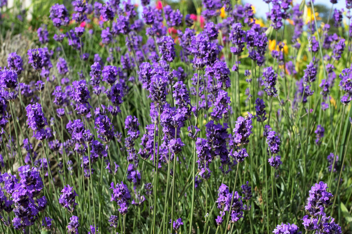 200 MUNSTEAD LAVENDER Blue English Lavandula Angustifolia Munstead Fra ...