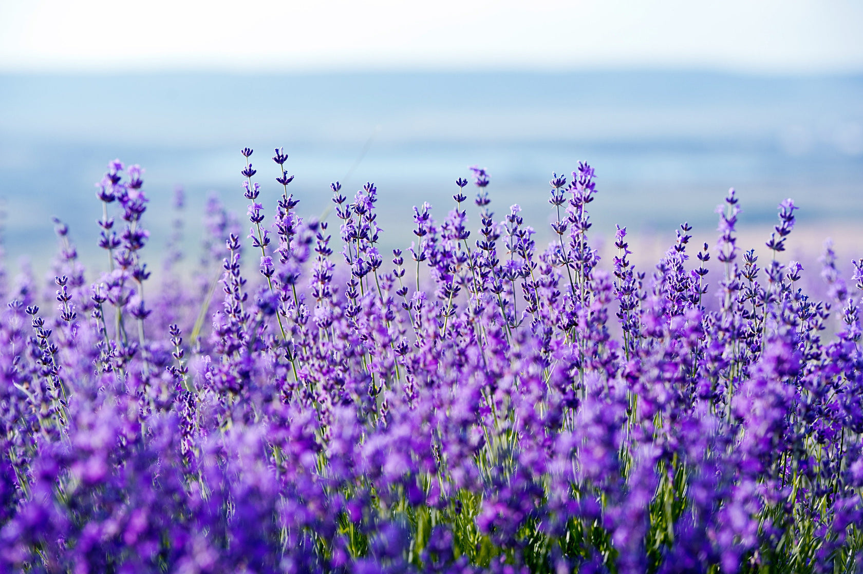 20 DWARF MUNSTEAD LAVENDER Blue English Lavandula Angustifolia Munstea ...
