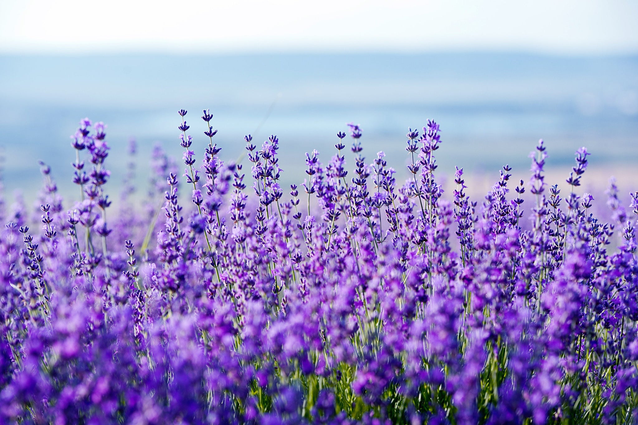 20 DWARF MUNSTEAD LAVENDER Blue English Lavandula Angustifolia Munstea ...