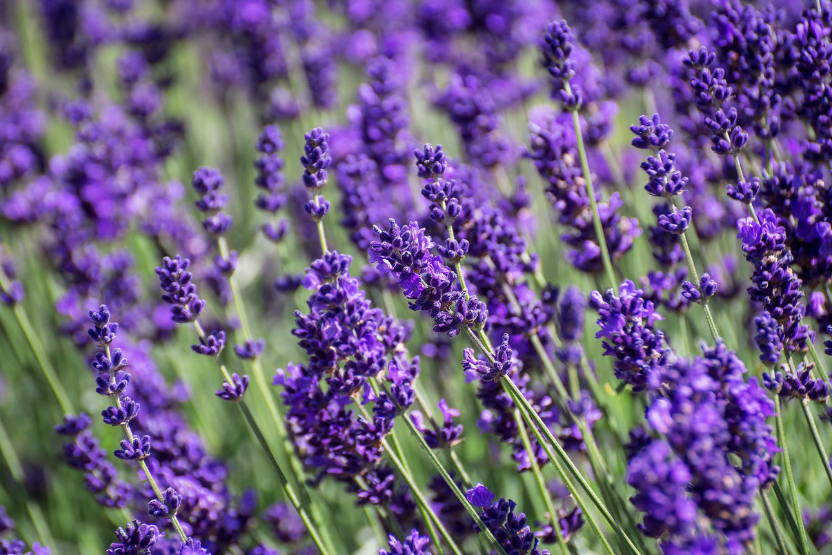 20 DWARF MUNSTEAD LAVENDER Blue English Lavandula Angustifolia Munstea ...
