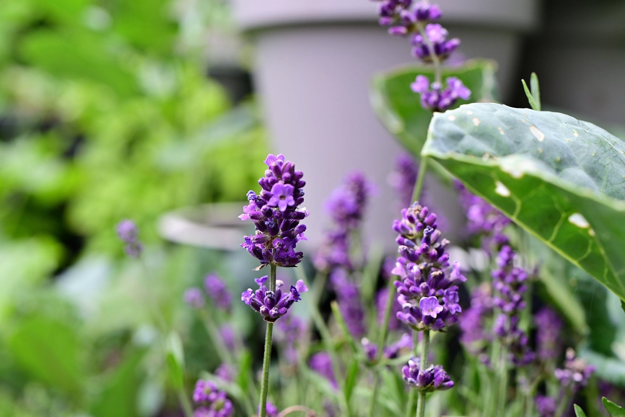 150 Portuguese SPIKE LAVENDER Lavandula Latifolia syn. Spica Broadleav ...