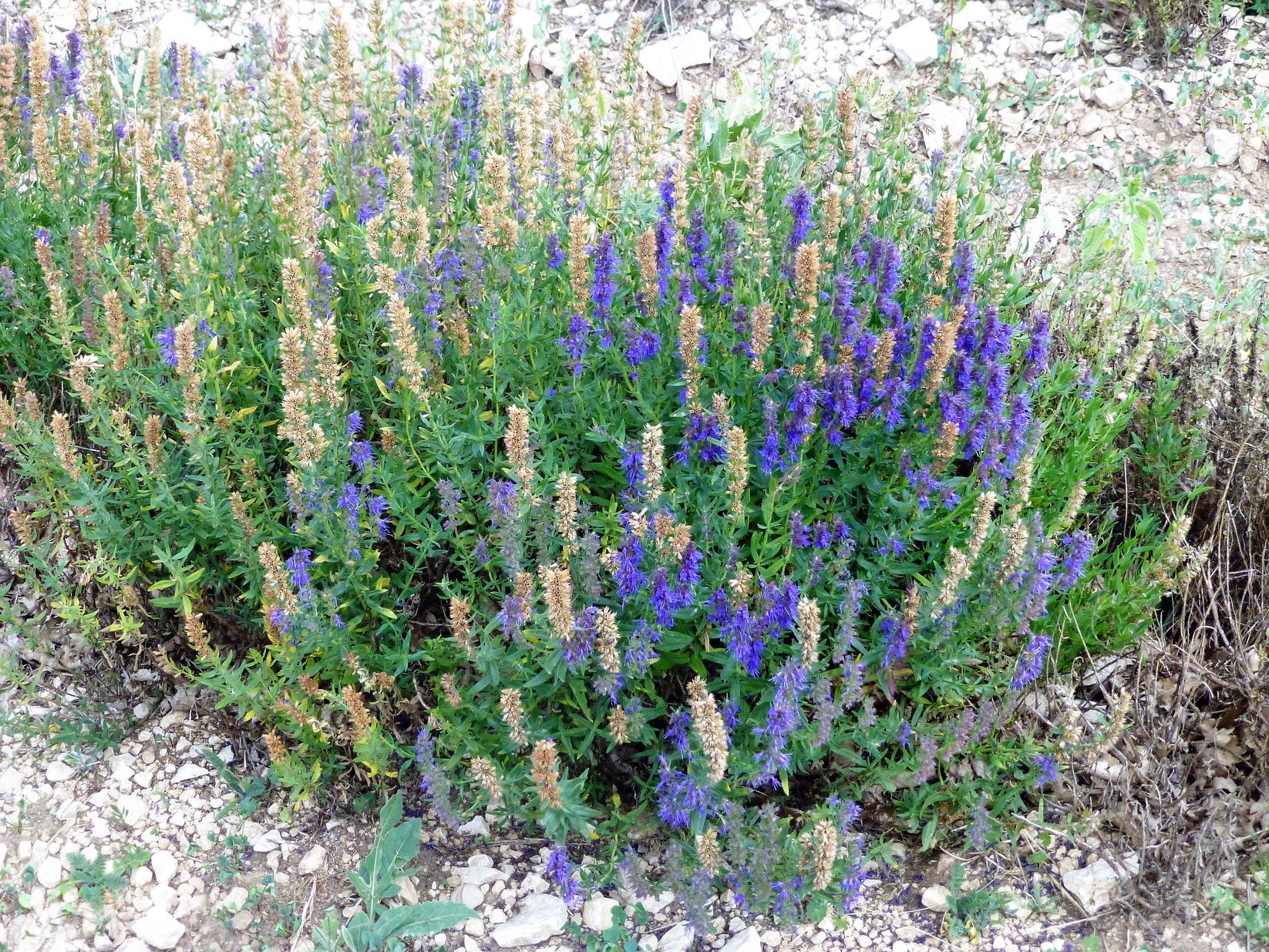 150 Portuguese SPIKE LAVENDER Lavandula Latifolia syn. Spica Broadleav ...