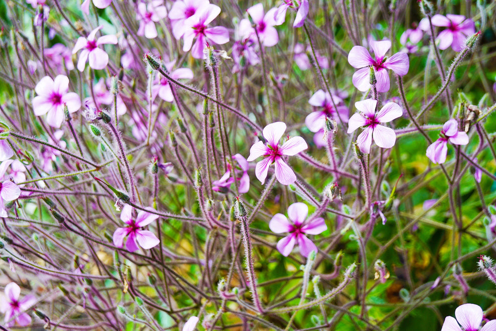 10 WHITE MADEIRA GERANIUM Maderense Cranesbill Giant Herb Robert Pink ...