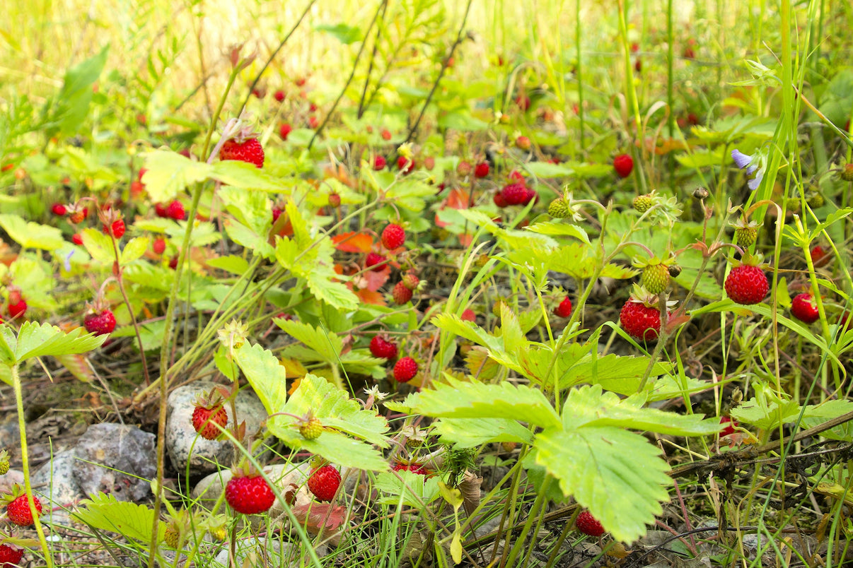 80 California WOODLAND STRAWBERRY Fragaria Vesca Bracteata Pacific Nat ...
