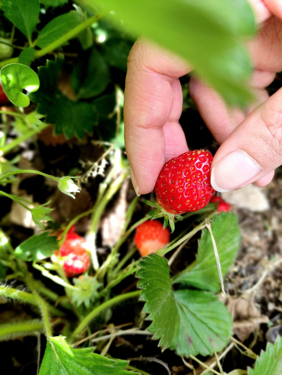 80 California WOODLAND STRAWBERRY Fragaria Vesca Bracteata Pacific Nat ...