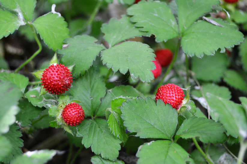80 California WOODLAND STRAWBERRY Fragaria Vesca Bracteata Pacific Nat ...