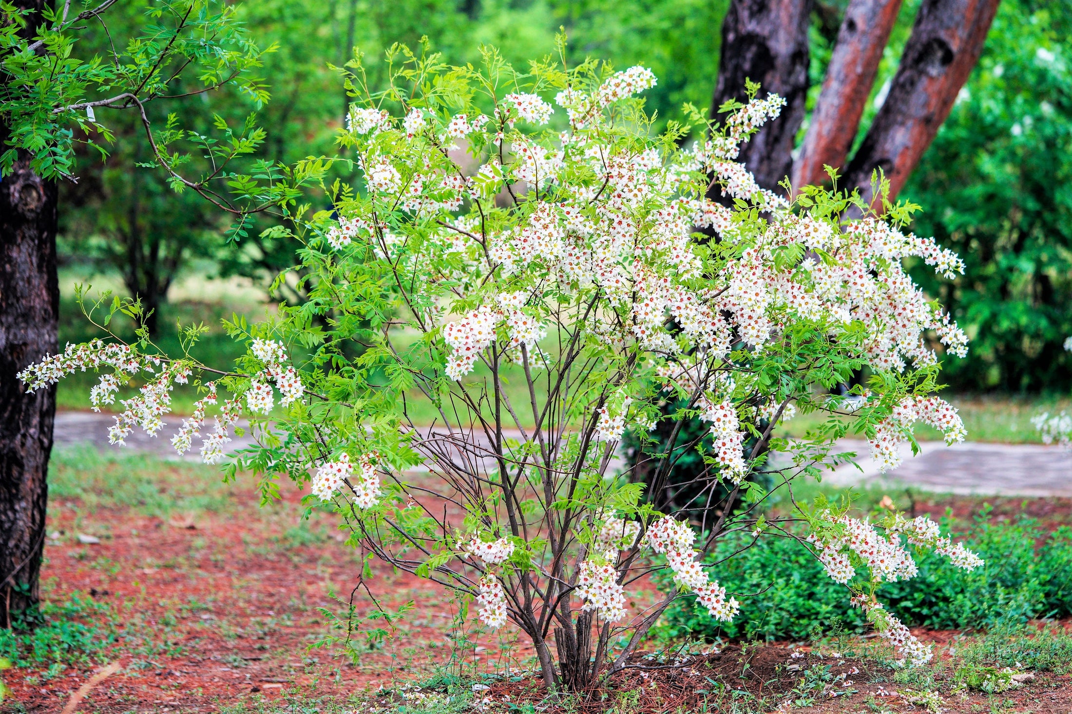 5 YELLOWHORN TREE Xanthoceras Sorbifolium aka Goldenhorn, Raintree, Ch ...