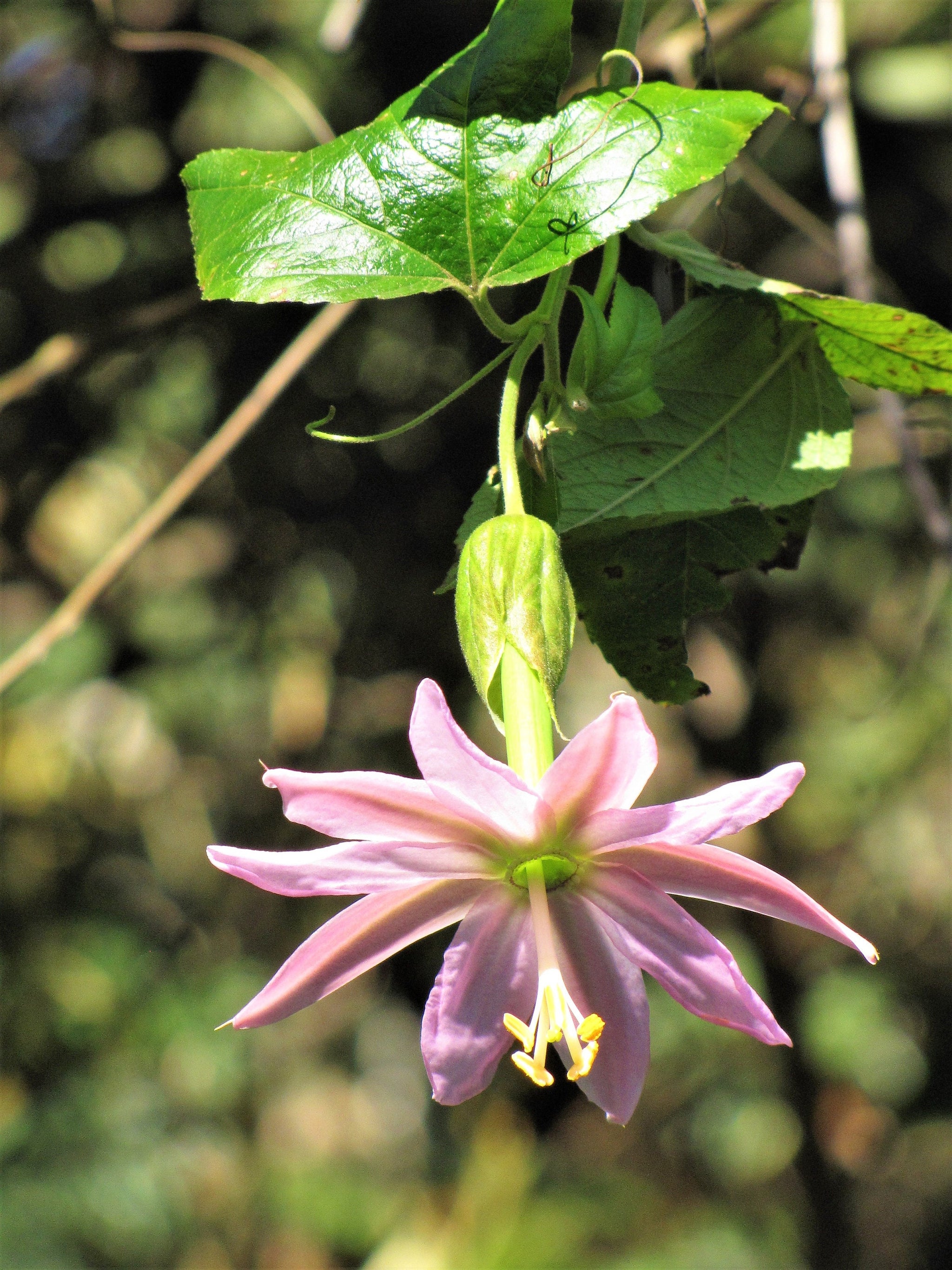 10 BANANA PASSION FRUIT Pink Passion Flower Passiflora Mollissima Yell ...