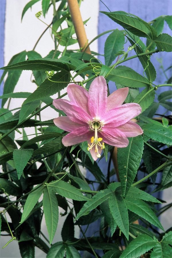 10 BANANA PASSION FRUIT Pink Passion Flower Passiflora Mollissima Yell ...