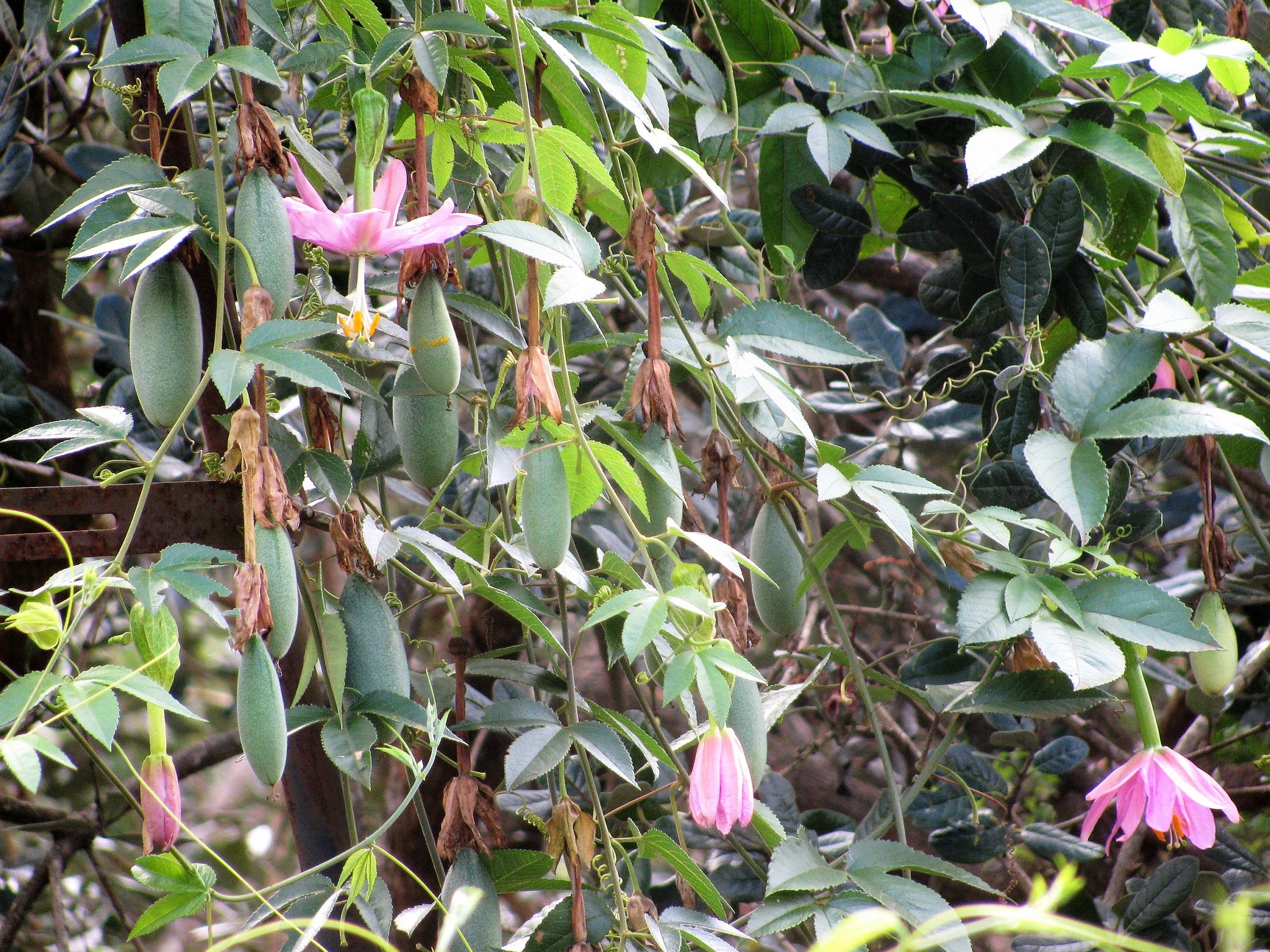 10 BANANA PASSION FRUIT Pink Passion Flower Passiflora Mollissima Yell ...