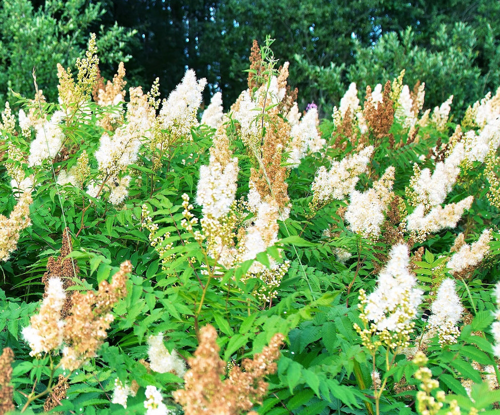100 WHITE MEADOWSWEET Spiraea Alba Narrow Leaved Queen of the Prairie ...