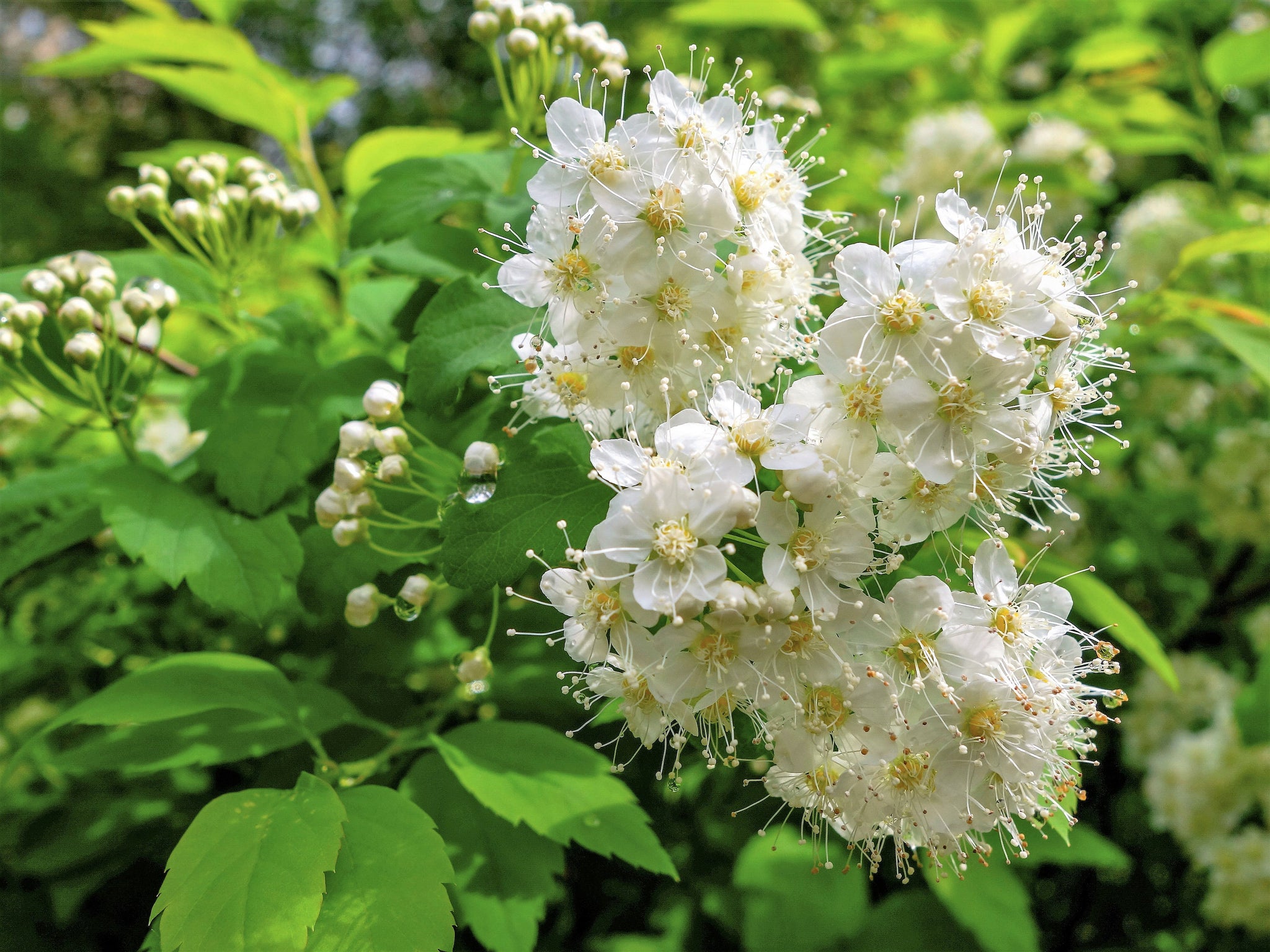 100 WHITE MEADOWSWEET Spiraea Alba Narrow Leaved Queen of the Prairie ...