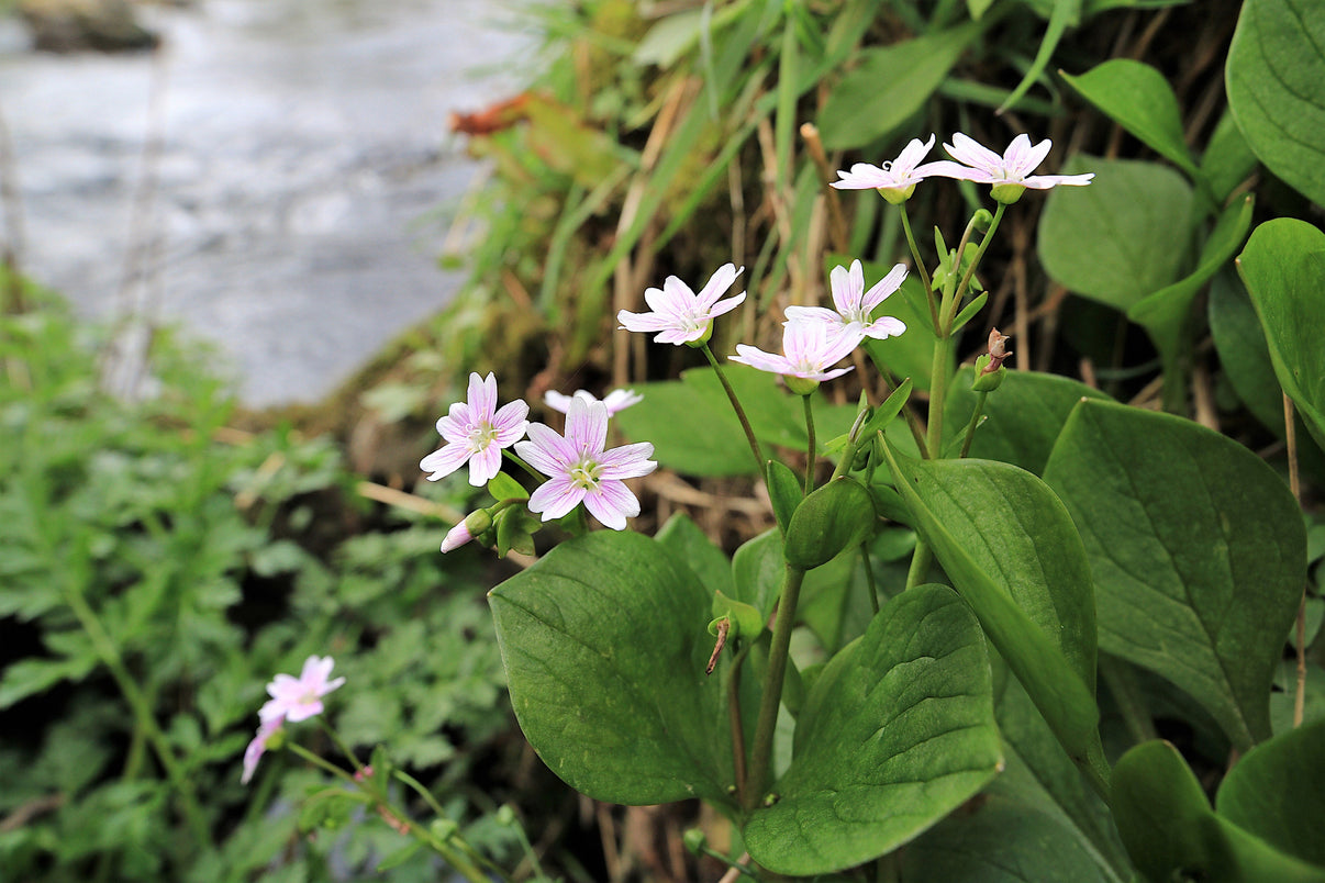 20 SIBERIAN SPRING BEAUTY Claytonia Sibirica aka Candy Flower, Pink Pu ...
