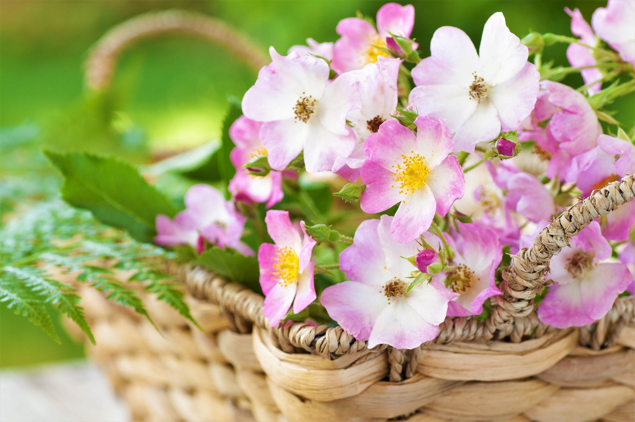 25 SWEET BRIAR ROSE Multiple Shades of Pink Eglantine Rose Rosa Eglant ...