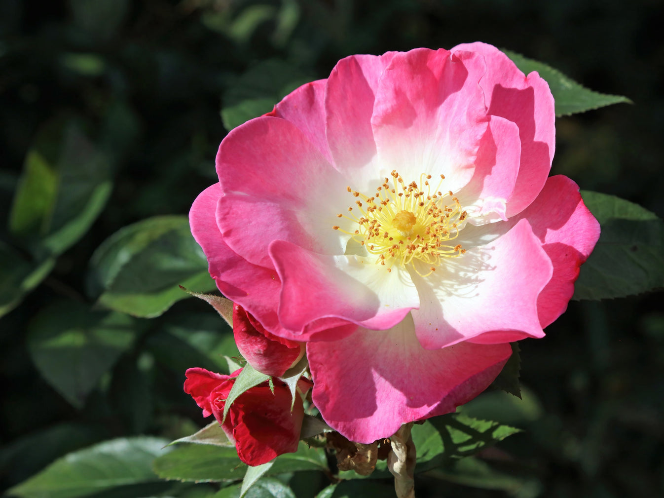 25 SWEET BRIAR ROSE Multiple Shades of Pink Eglantine Rose Rosa Eglant ...