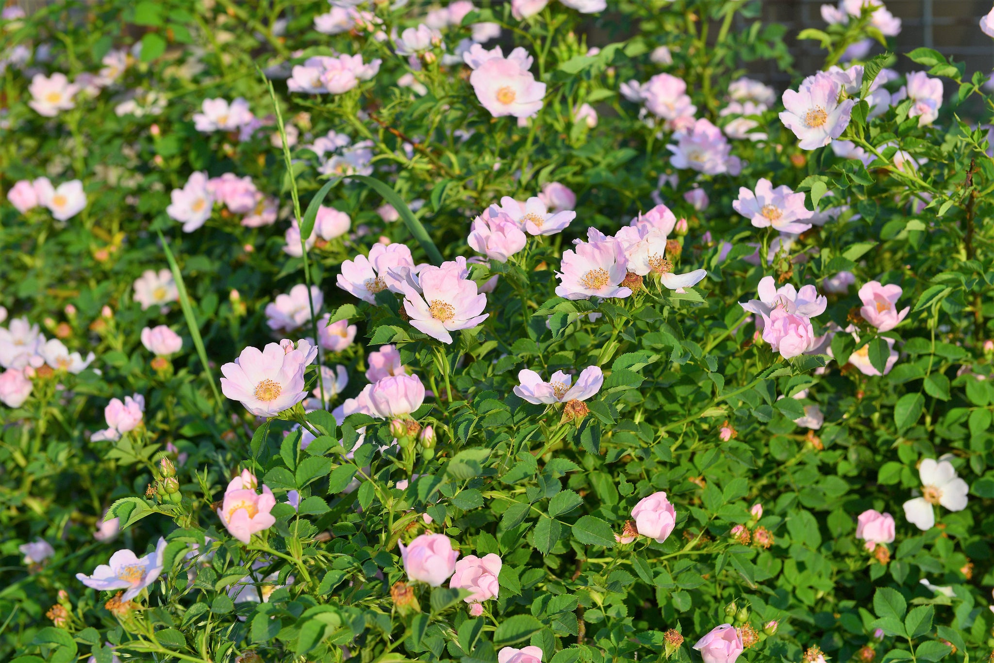 25 SWEET BRIAR ROSE Multiple Shades of Pink Eglantine Rose Rosa Eglant ...