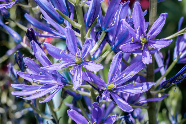 20 Blue LARGE CAMAS Camassia Leichtlinii Quamasia Great Camass Native ...