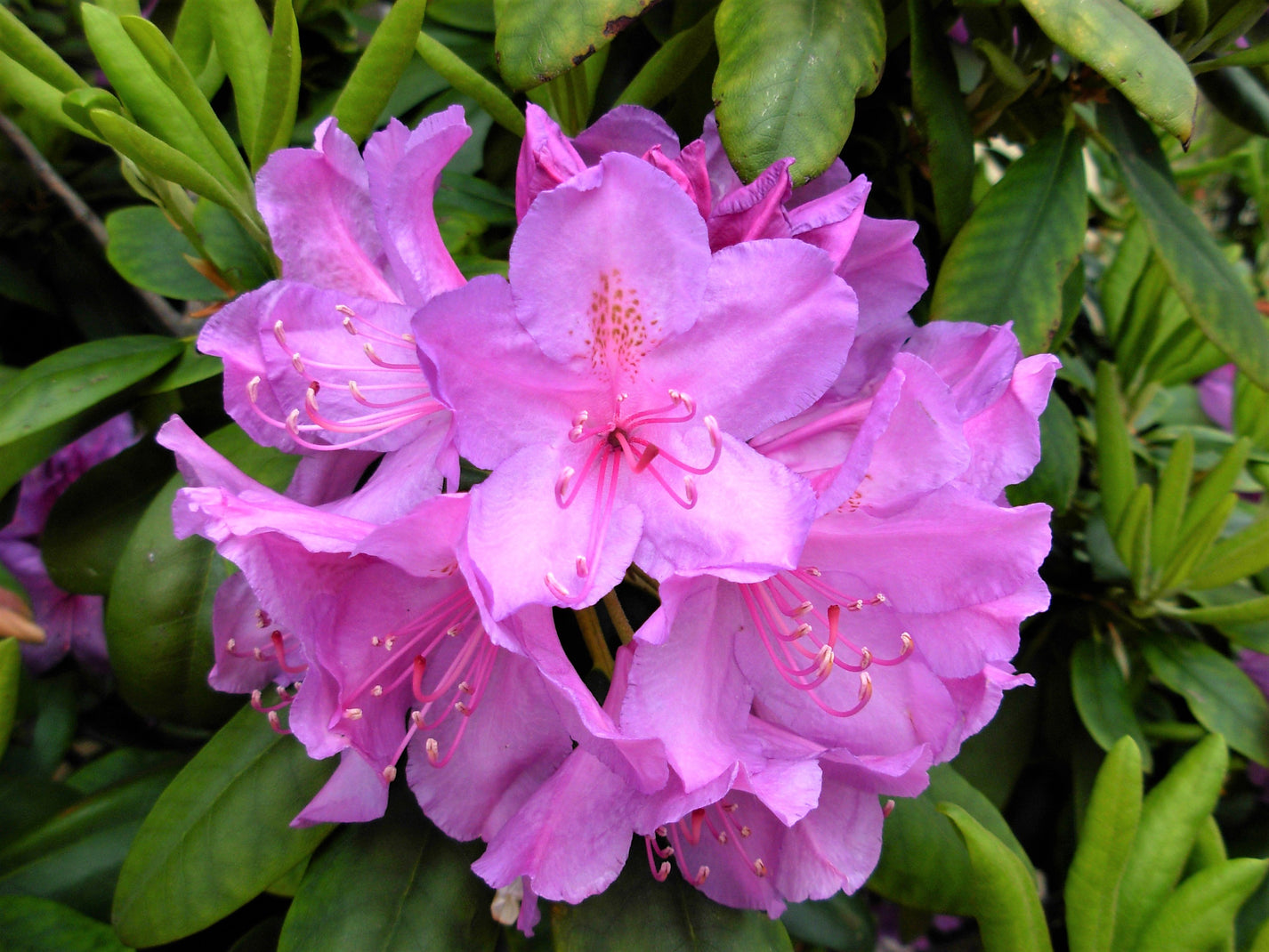 40 CAROLINA RHODODENDRON Carolinianum Dwarf Azalea Pink Purple Flower ...