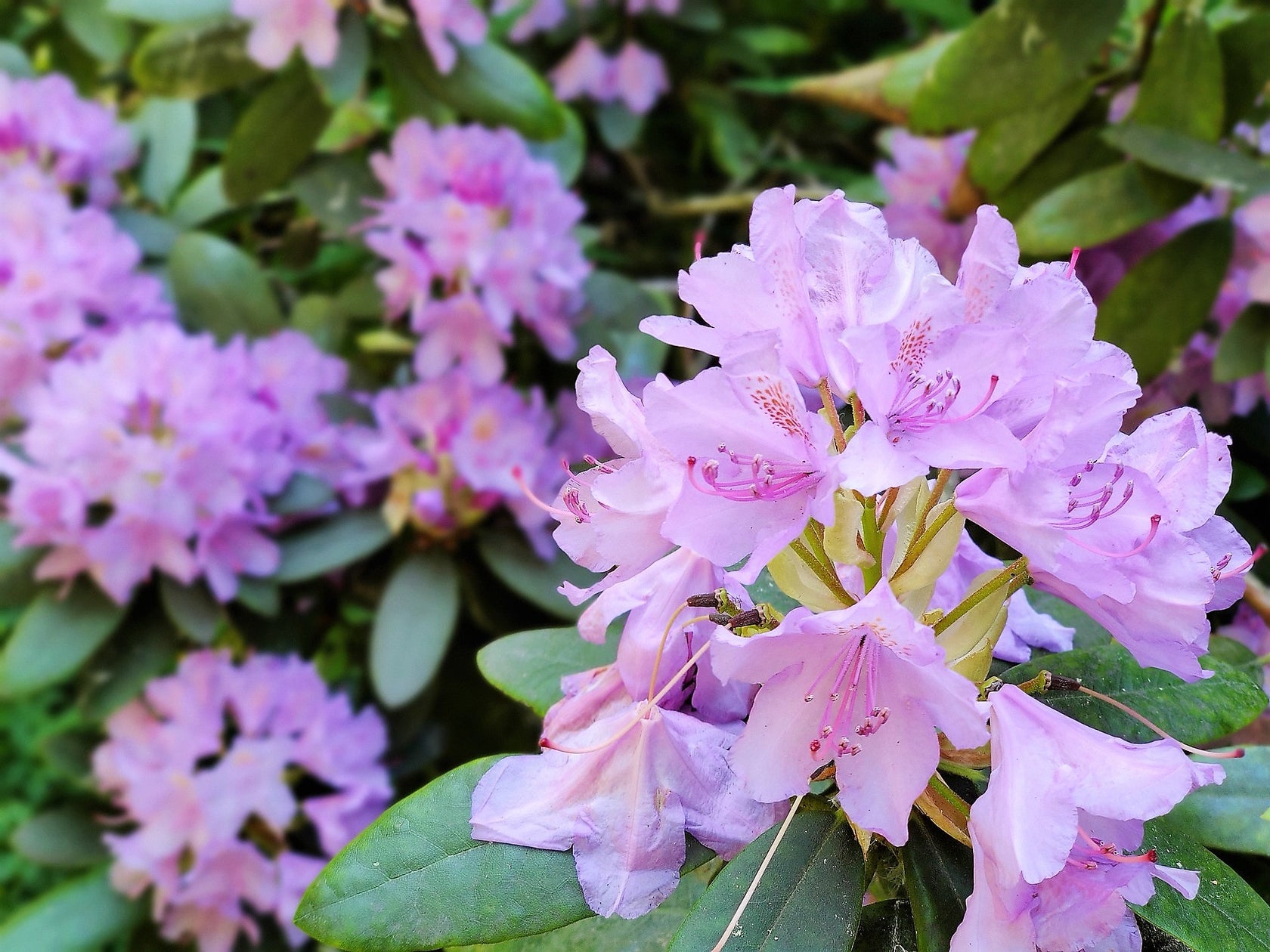 40 CAROLINA RHODODENDRON Carolinianum Dwarf Azalea Pink Purple Flower ...