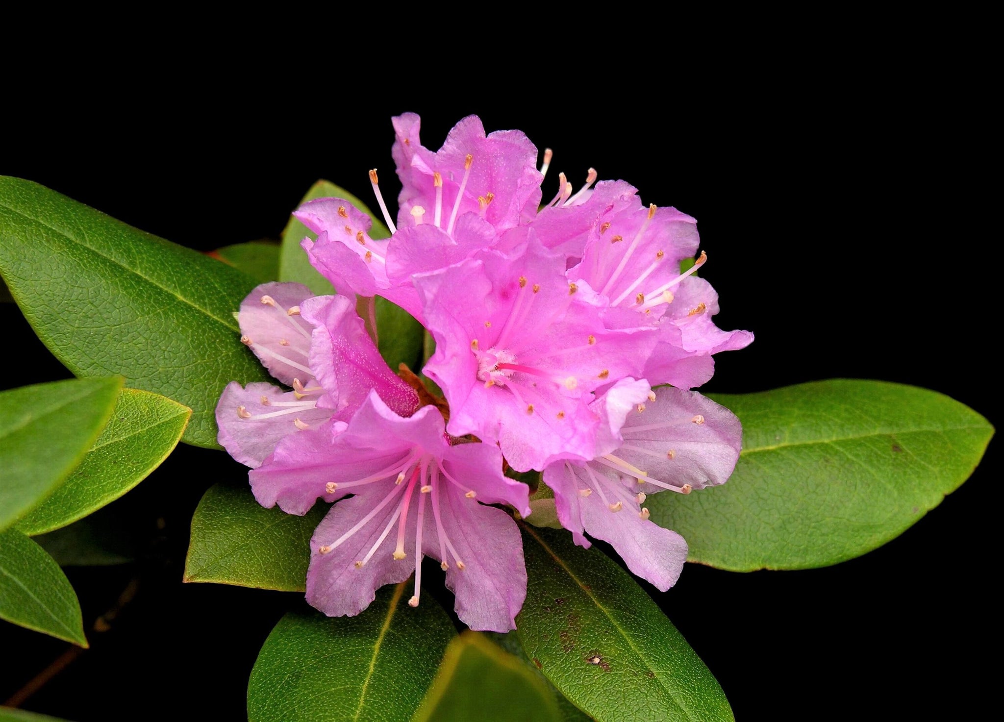 40 CAROLINA RHODODENDRON Carolinianum Dwarf Azalea Pink Purple Flower ...