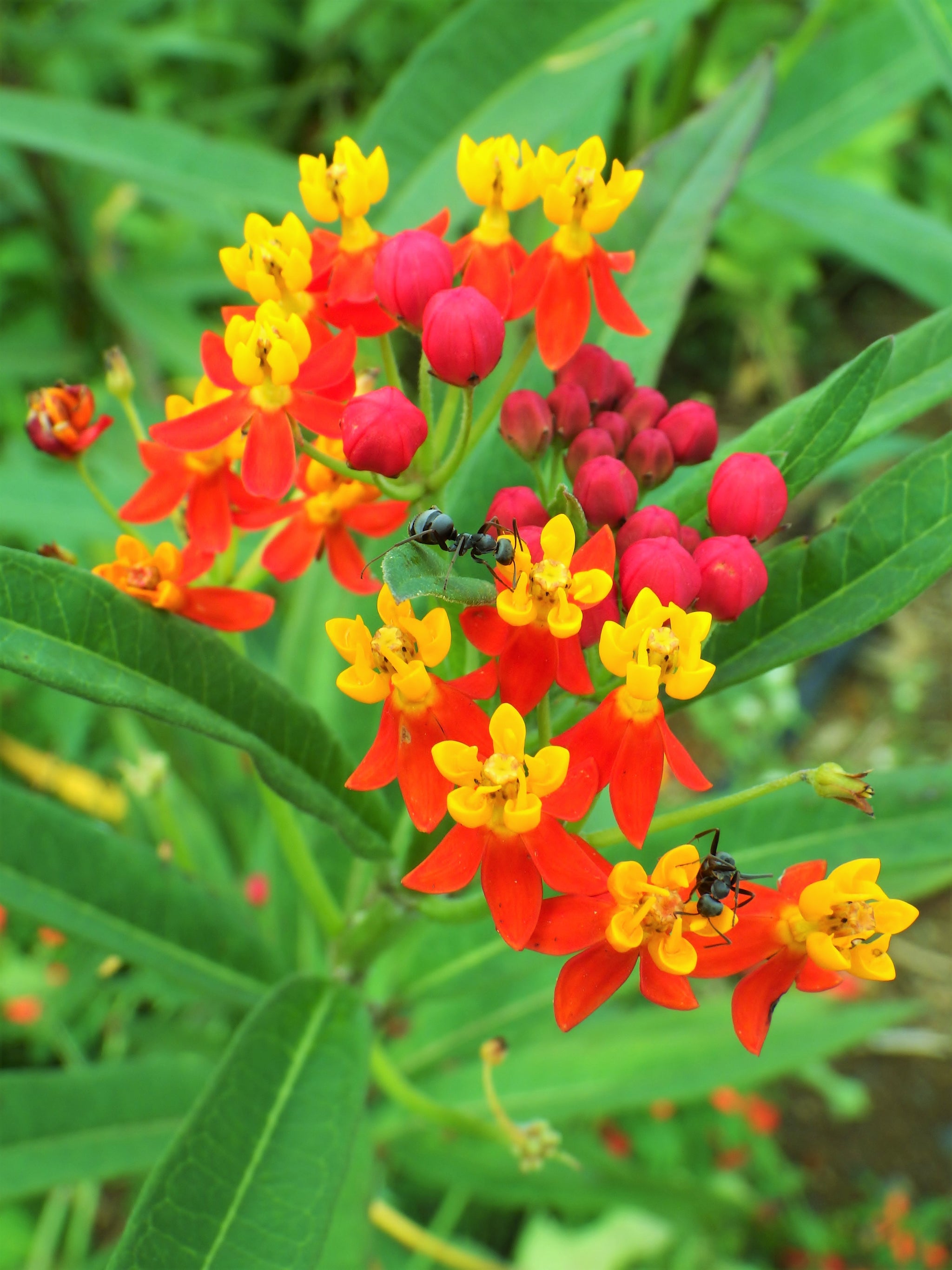 100 SUNSET MILKWEED Asclepias Curassavica Scarlet Blood Flower Red Ora ...