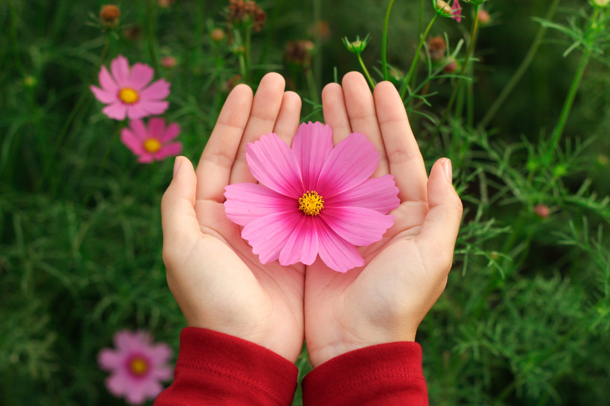 300 GLORIA COSMOS Bipinnatus 2-Tone Pink Fast Growing Flower Seeds ...